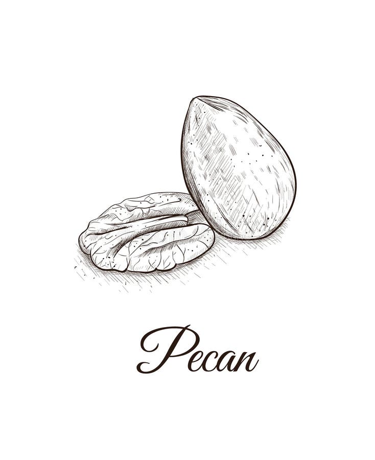 Pecan Nut Tree Drawing