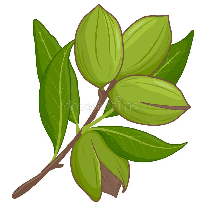 Pecan Tree Branch with Nuts. Vector Illustration Stock Vector ...