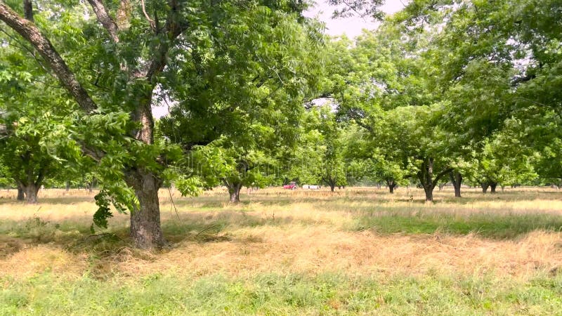 Pecan Tree Plantation in the Spring Full Lush Trees Blowing in the Wind ...