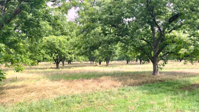 Pecan Tree Plantation in the Spring Full Lush Trees Waving in the Wind ...