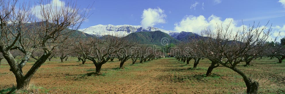 Pecan Trees stock image. Image of pecan, crop, color - 26262591