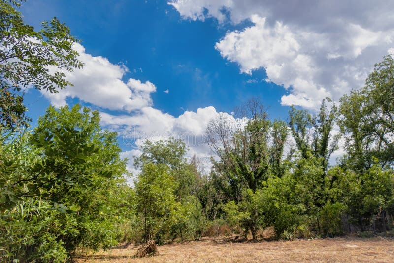 Pecan Trees in Guanajuato Mexico Stock Image - Image of farmland, leaf ...