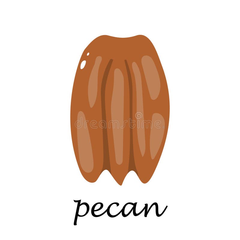 Pecan on White Background in Cartoon Style. Stock Vector - Illustration ...