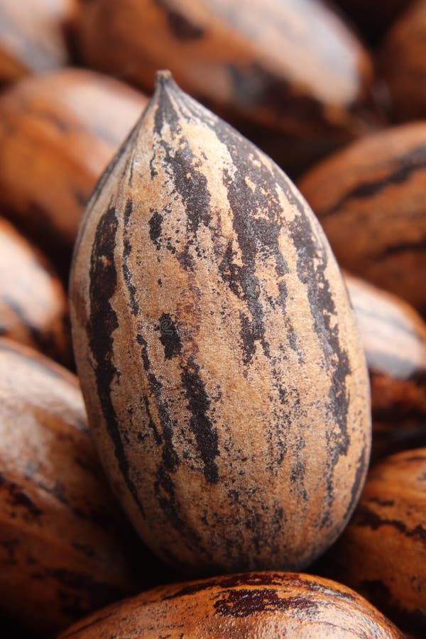 Pecans stock image. Image of brown, diet, pecan, tree - 4164889