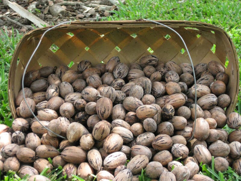 Pecans stock photo. Image of trees, fall, harvest, produce - 6106144