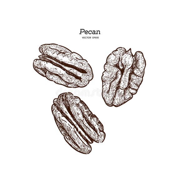 Pecans, Hand Draw Sketch Vector Stock Vector - Illustration of sketch ...