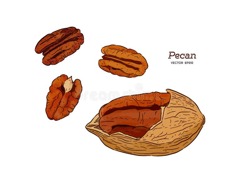 Pecans Stock Illustrations – 19,573 Pecans Stock Illustrations, Vectors ...