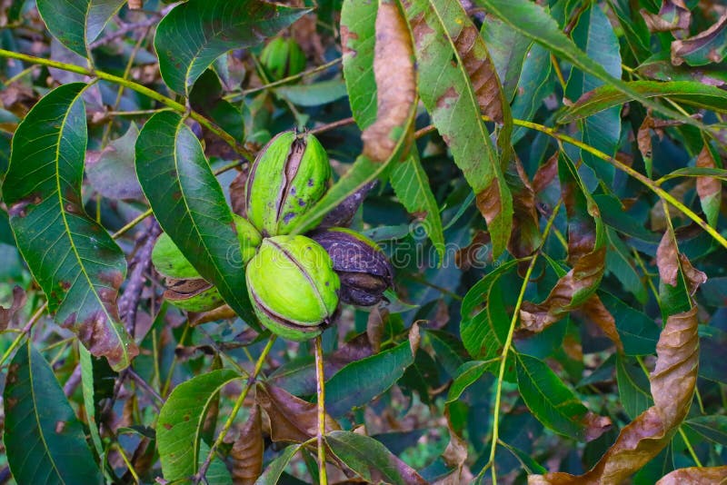 Pecans on a Tree Ready To Harvest Close Up Stock Photo - Image of ...