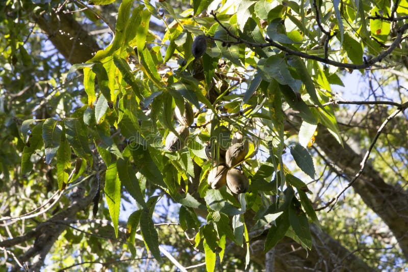 Pecans On A Tree Branch With Leaves Stock Image - Image of plant, crop ...