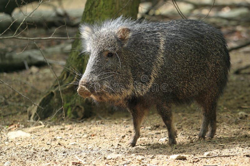 Pecari De Chacoan, Catagonus Wagner, Grama De Roedura Imagem de Stock ...