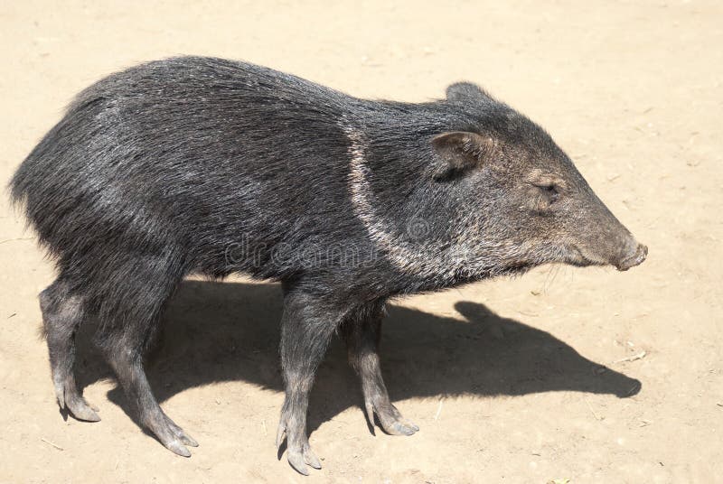 Collared peccary stock image. Image of javelina, america - 2576845