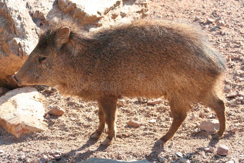 Peccary stock image. Image of arid, outdoor, desert, sized - 5953703