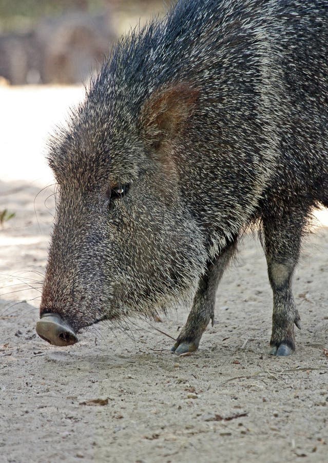 Peccary stock photo. Image of coarse, organic, farming - 32344030