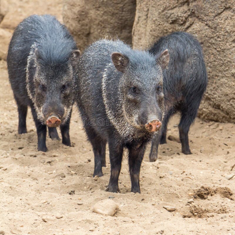 Wild boars on a opening stock image. Image of snout, omnivores - 22227917