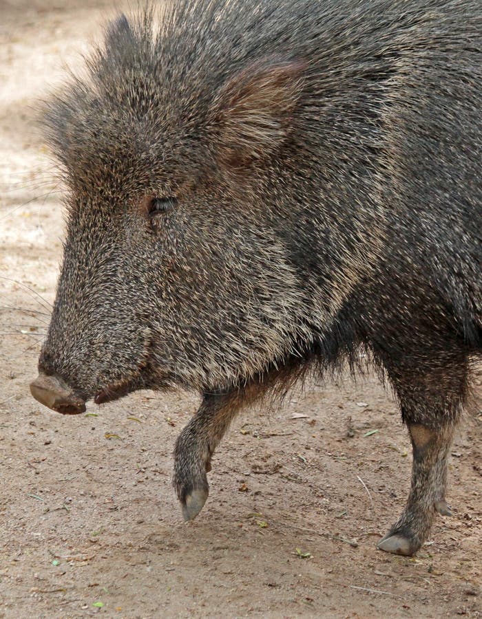 Peccary stock image. Image of wild, australia, peccary - 20857821