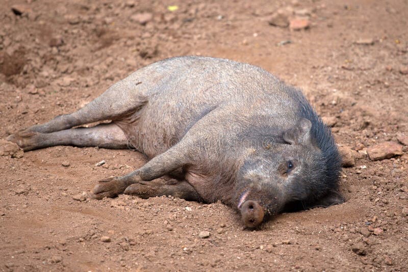 Peccary or skunk pig stock image. Image of mammal, peccary - 69596647