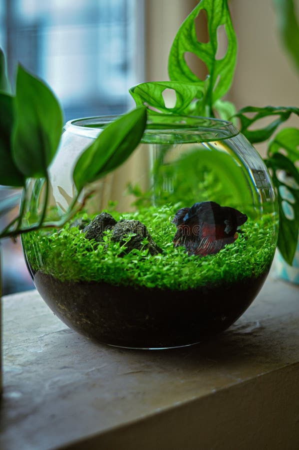 Peces Betta Dentro De La Pecera Verde Imagen de archivo - Imagen de ...