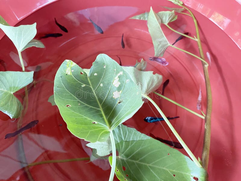 Peces betta en cuenca roja foto de archivo. Imagen de pescados - 237606266