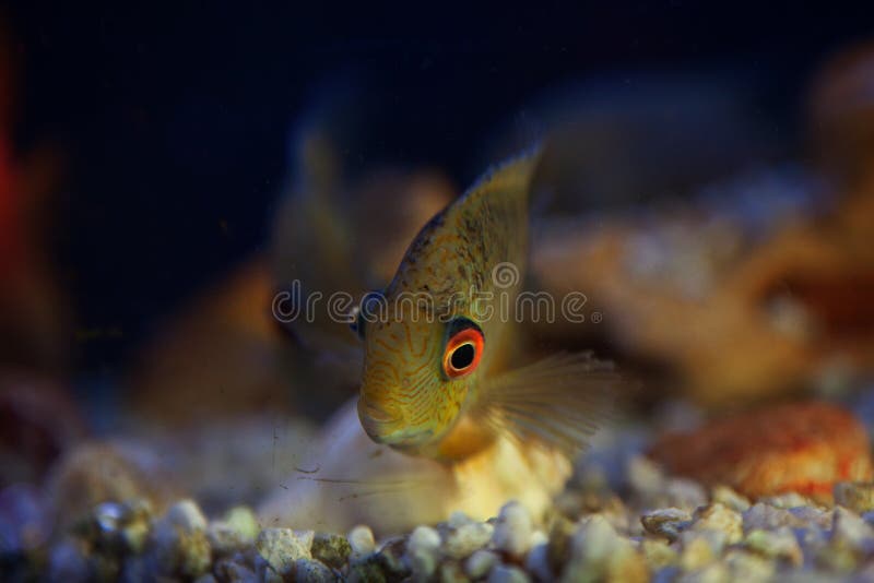 Peces con ojos grandes foto de archivo. Imagen de nadada - 160834320