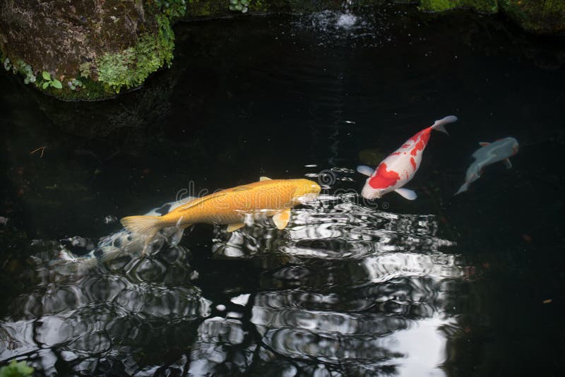 Peces De Carpa Dorada Y Roja En El Agua Imagen de archivo - Imagen de ...