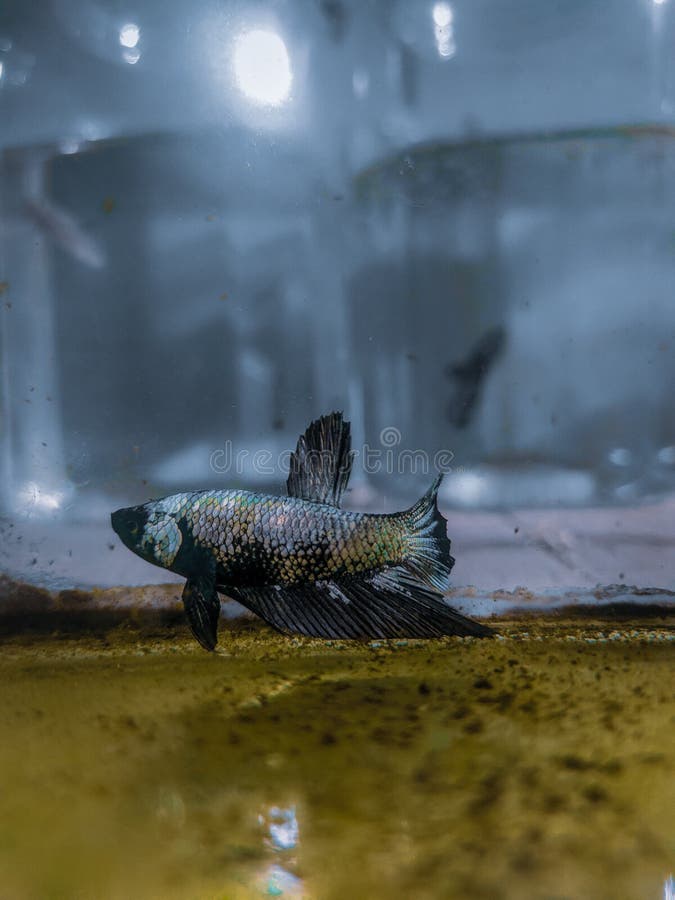 Peces De Indonesia Cupang Slayer Bagan Imagen de archivo - Imagen de ...