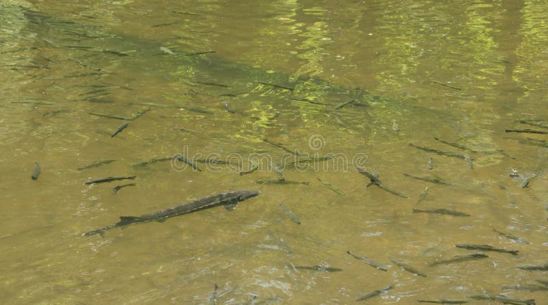 Peces en el lago foto de archivo. Imagen de hermoso - 158931912
