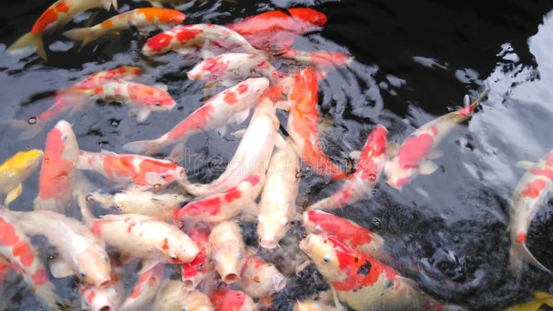 Peces Koi Abarrotados Por Comida Foto de archivo - Imagen de rojo ...