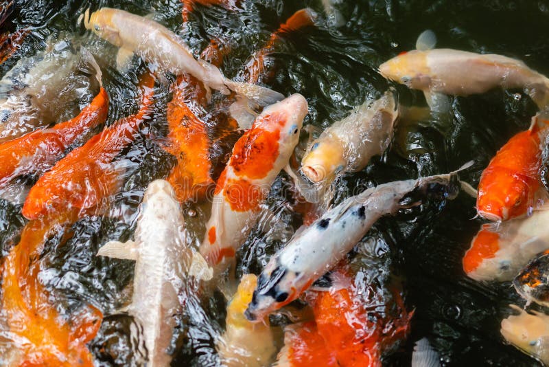 Peces Koi O Peces Carpa Nadando En Un Estanque Imagen de archivo ...