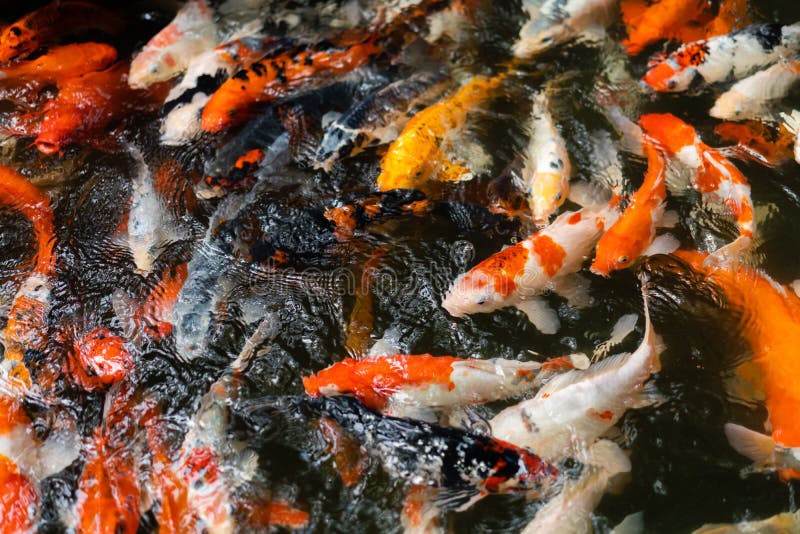 Peces Koi O Peces Carpa Nadando En Un Estanque Imagen de archivo ...