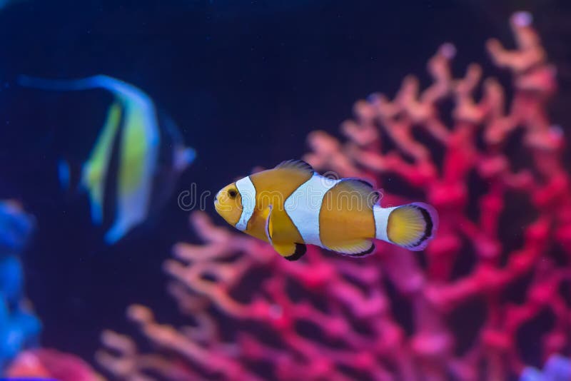 Peces marinos foto de archivo. Imagen de lindo, elegante - 123701576
