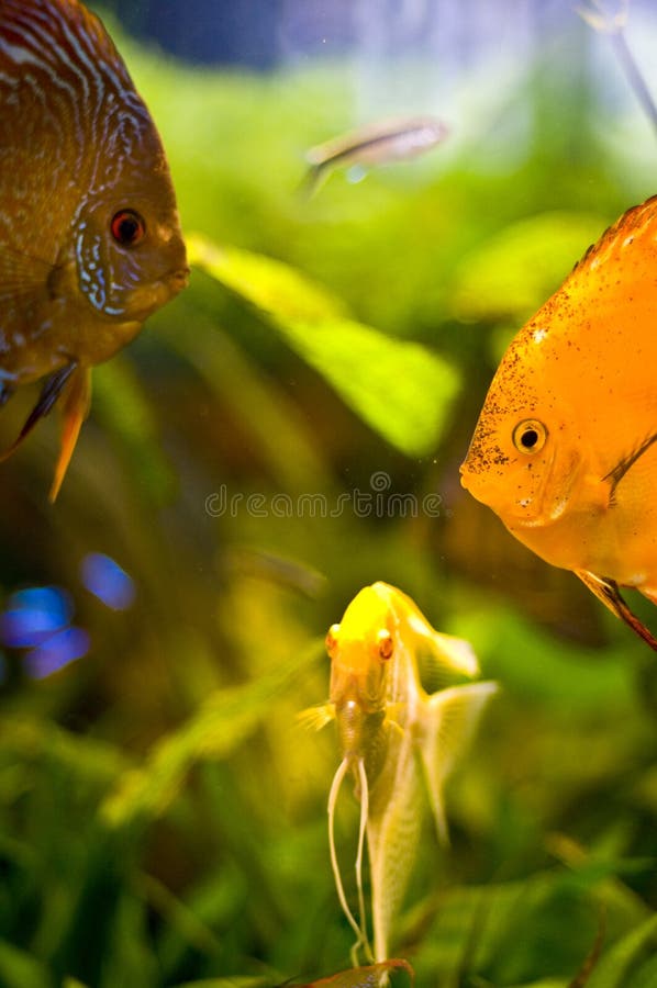 Peces marinos foto de archivo. Imagen de océano, coral - 4152748
