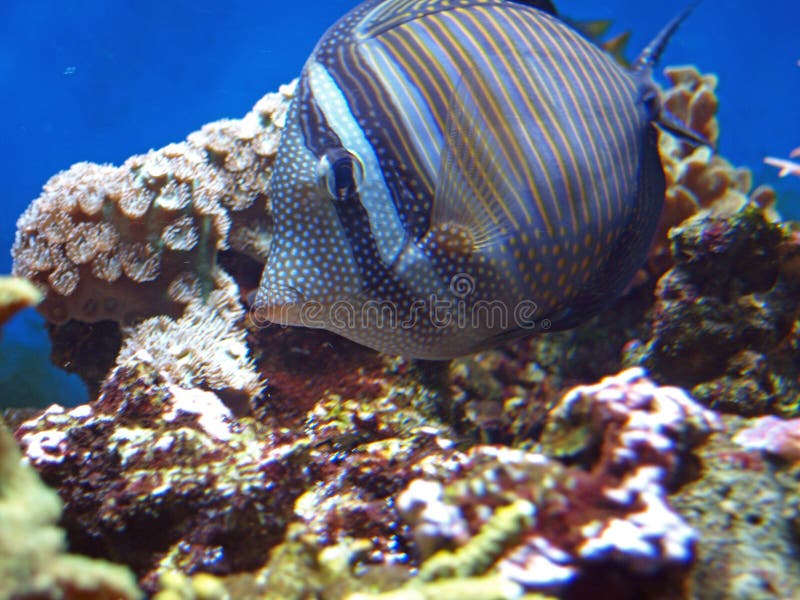 Peces marinos foto de archivo. Imagen de marina, fauna - 6507232