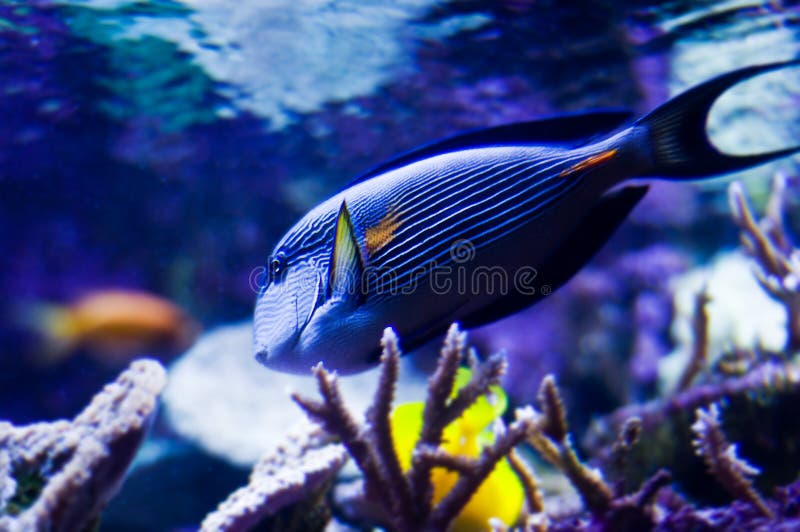 Peces marinos imagen de archivo. Imagen de aleta, marina - 7076259