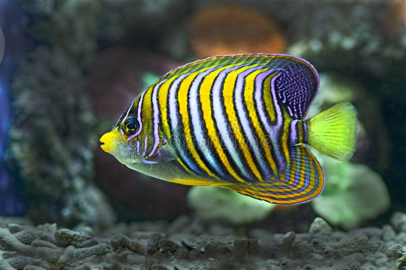 Peces marinos foto de archivo. Imagen de anémona, andaman - 72290184