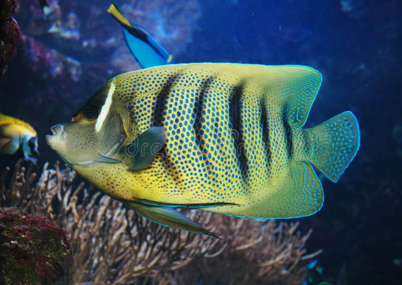 Peces marinos foto de archivo. Imagen de pescados, acuario - 86266