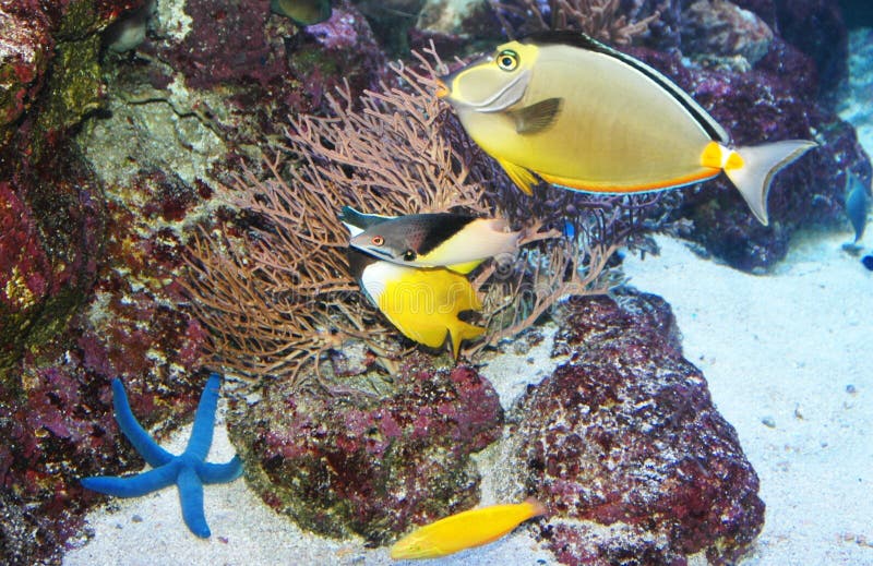 Peces marinos foto de archivo. Imagen de pescados, acuario - 86266