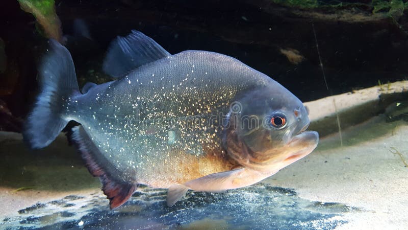 Peces Marinos Azules En El Acuario Foto de archivo - Imagen de azul ...
