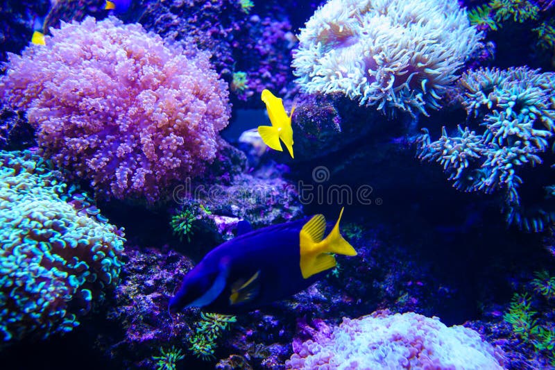 Peces y corales marinos foto de archivo. Imagen de salvaje - 163420832
