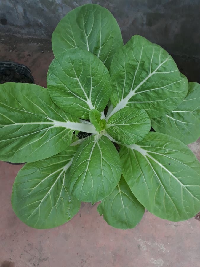 Pechay стоковое изображение. изображение насчитывающей капуста - 108387953