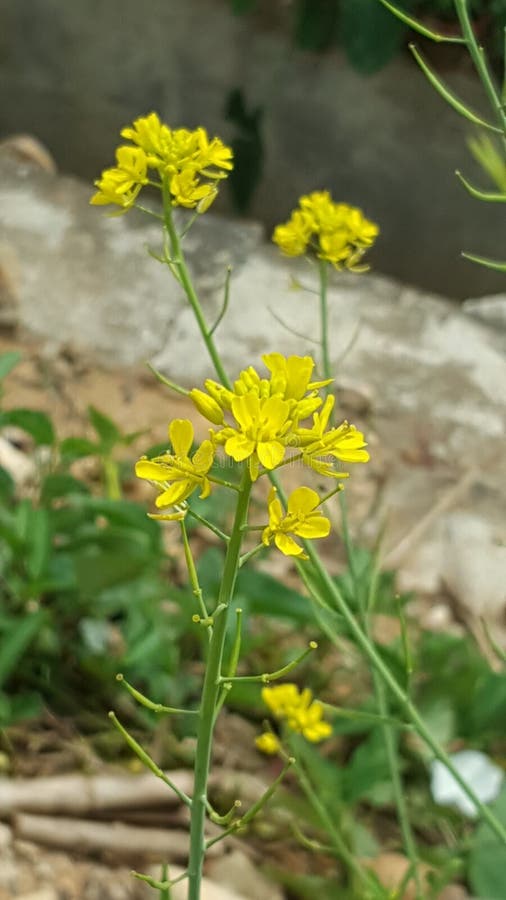 Pechay flower stock photo. Image of floweret, blossom - 96946332