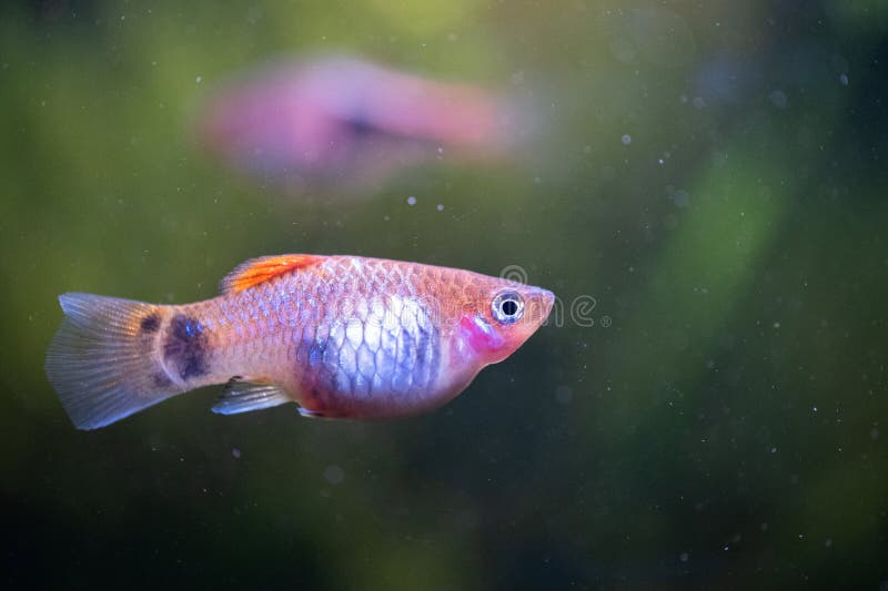 Pecilia Mickey Mouse, Fish in Freshwater Aquarium Stock Image - Image ...