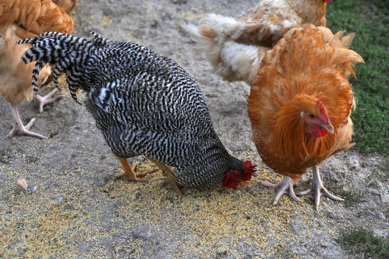 Pecking hens stock photo. Image of domestic, hens, ground - 18379224