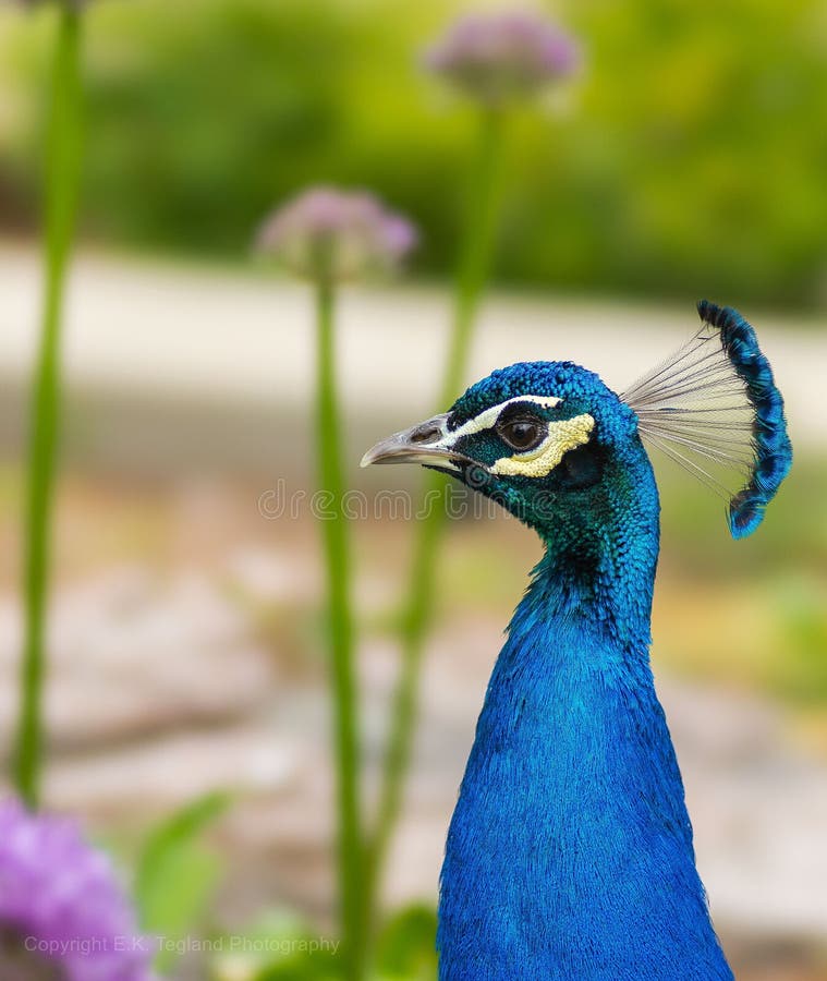 Pecock Stock Photos - Free & Royalty-Free Stock Photos from Dreamstime