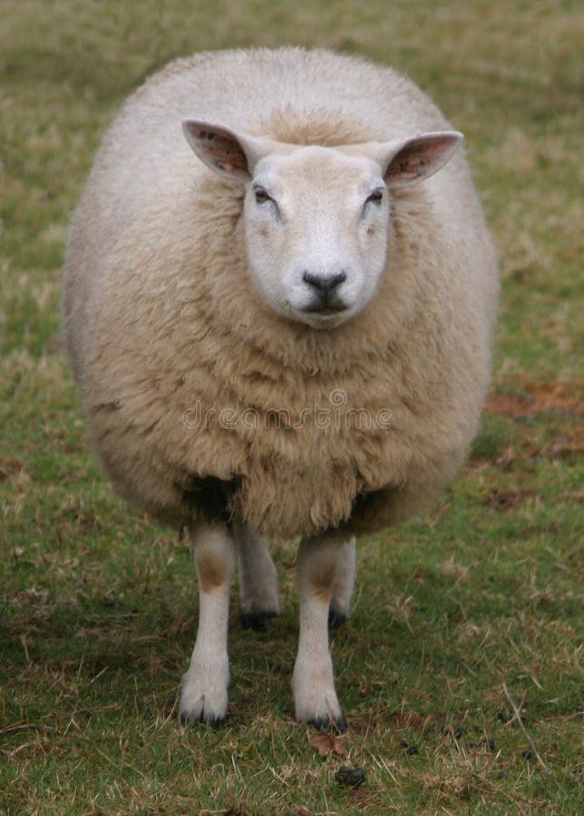 Pecora immagine stock. Immagine di pecore, lane, ariete - 559387