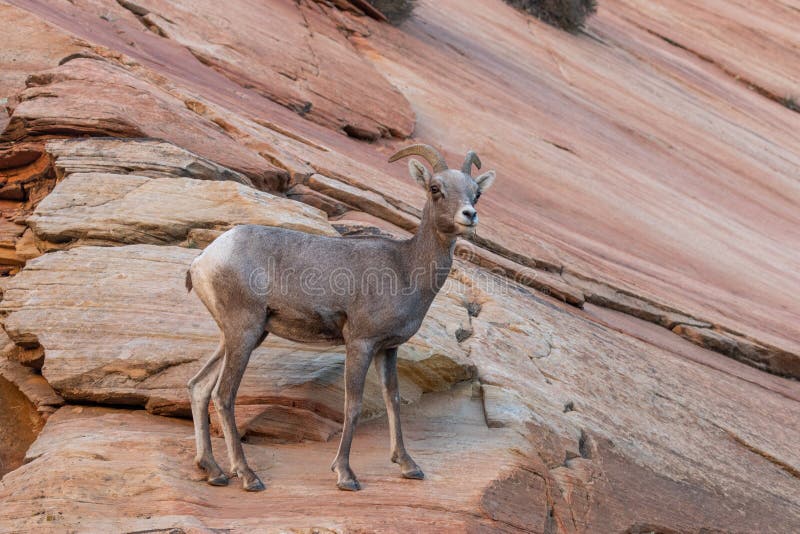 Pecora Delle Pecore Bighorn Del Deserto in Rocce Rosse Fotografia Stock ...