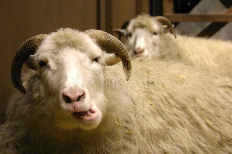 Pecore 1 fotografia stock. Immagine di sciocca, curioso - 947962