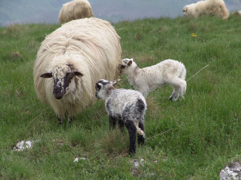 Pecore fotografia stock. Immagine di nero, sguardo, moltitudine - 121596