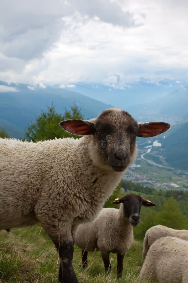 Pecore immagine stock. Immagine di conteggio, podere - 14593657