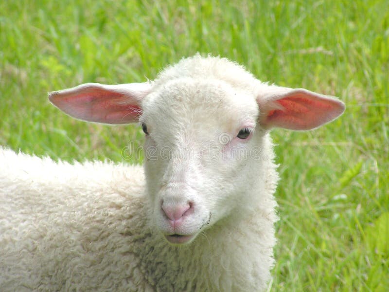 Due Pecore immagine stock. Immagine di campo, lane, animale - 179735