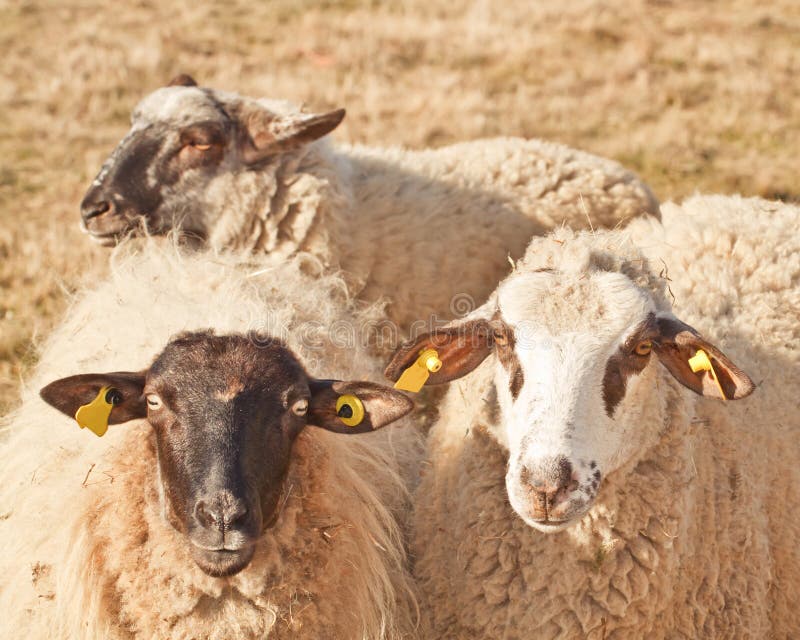 Moltitudine Di Pecore Che Si Levano in Piedi in Un'attesa Del Campo ...